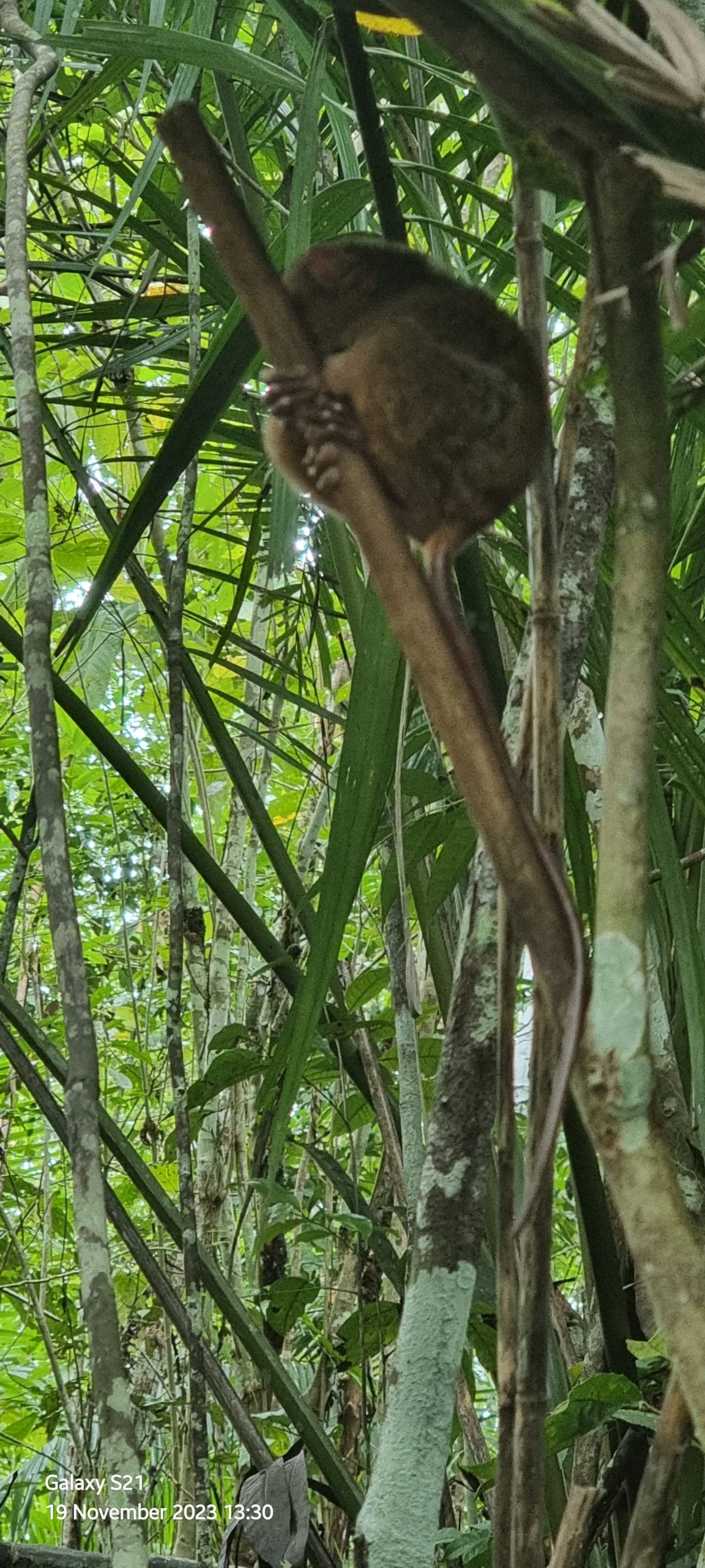 Bohol Tarsier Conservation Area: What to Expect on Your Visit