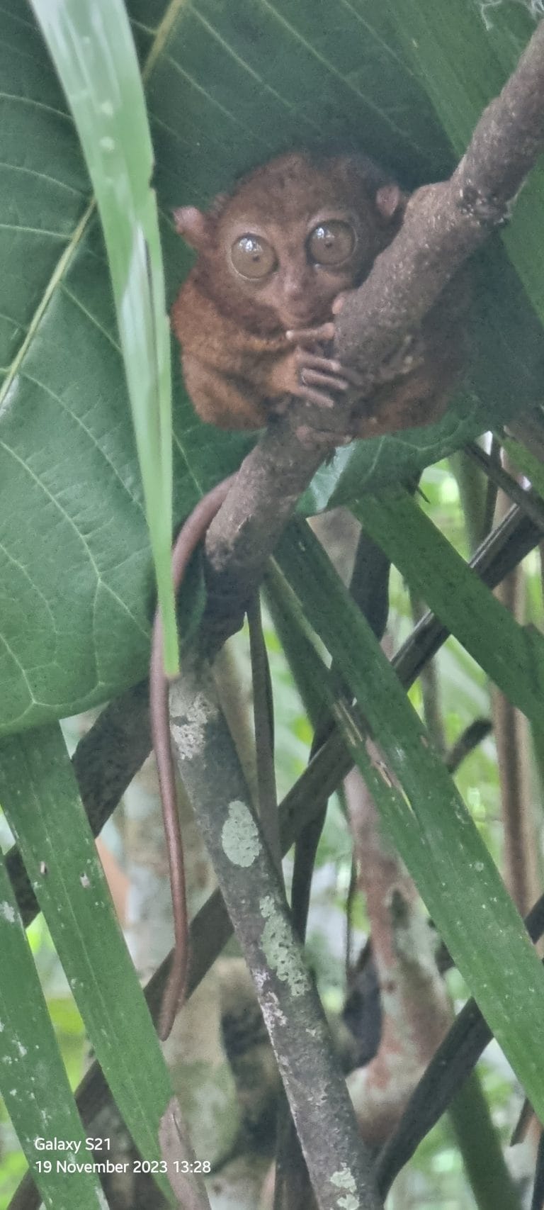 Bohol Tarsier Conservation Area: What to Expect on Your Visit